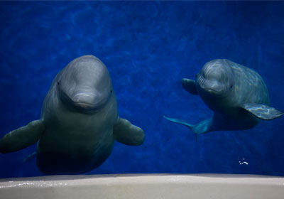 Beluga Whale Sanctuary | Official Website | Buy Tickets Online to Save