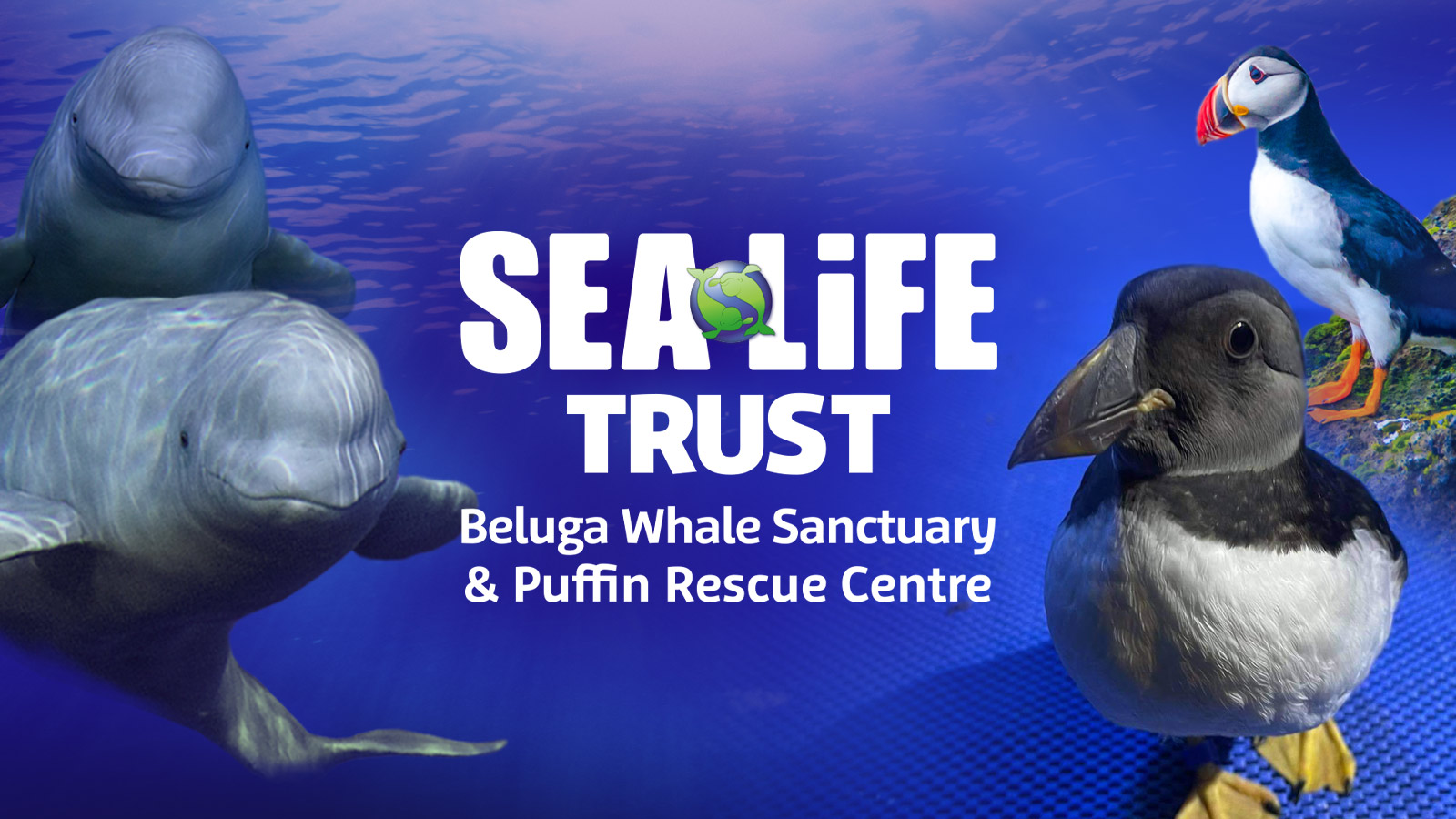 Beluga Whale Sanctuary | Official Website | Buy Tickets Online to Save